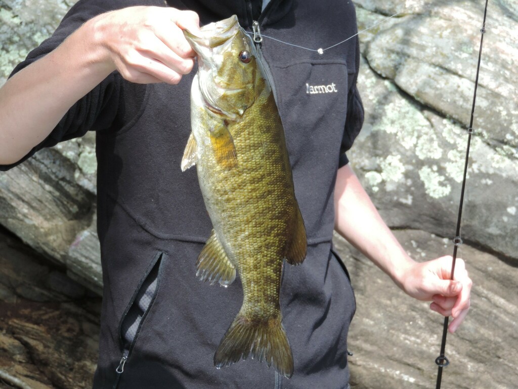 Smallmouth Bass from Haliburton County, ON, Canada on June 20, 2013 at ...