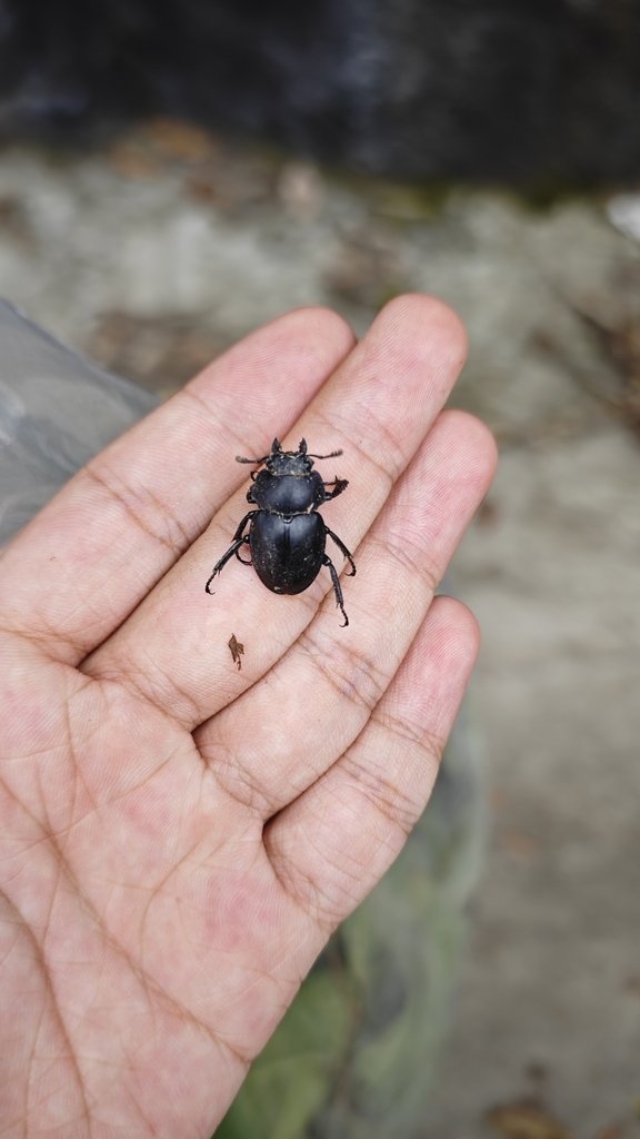 Neolucanus sinicus sinicus in August 2024 by 李博恒 · iNaturalist