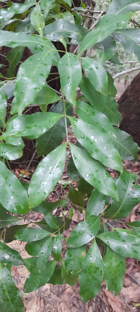 Guioa acutifolia from Cooloola QLD, Australia on August 15, 2024 at 01: ...