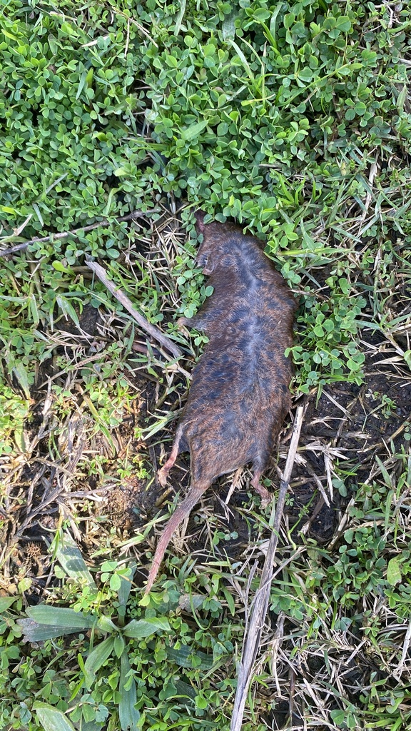 Lesser Red Musk Shrew from Grand Cypress Street, Paarl, WC, ZA on ...