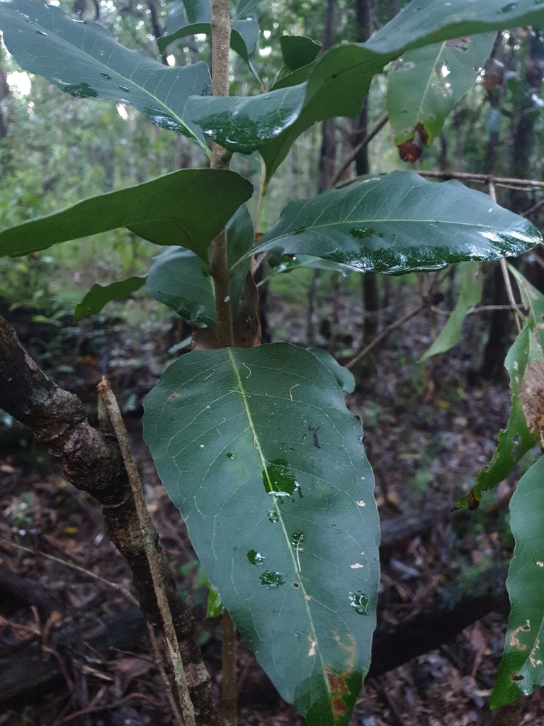 Notelaea from Burleigh Heads QLD 4220, Australia on August 15, 2024 at ...