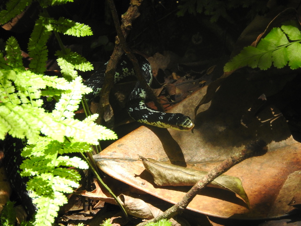Cuban Lesser Racer from Bartolome Maso, Cuba on July 29, 2024 at 05:26 ...