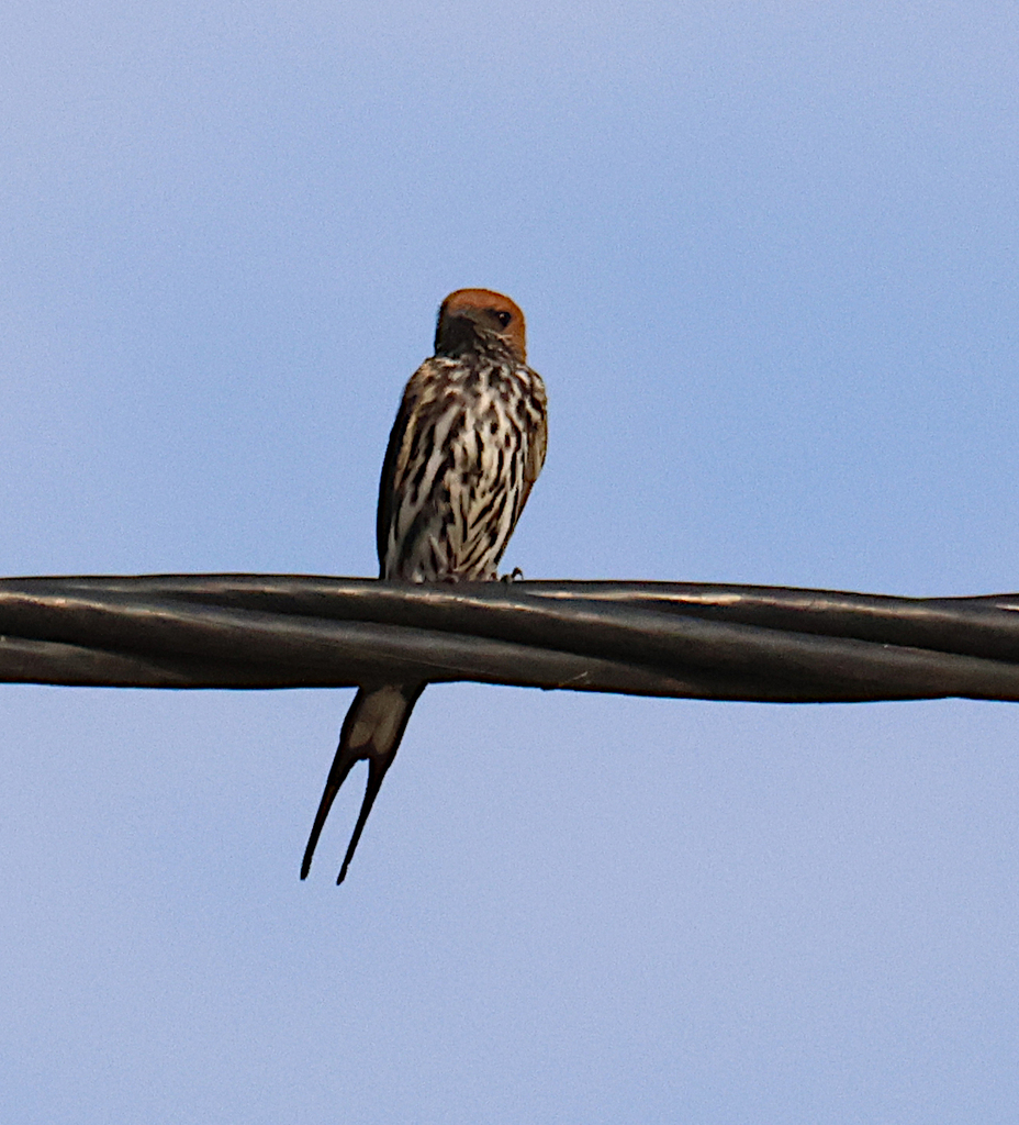 Lesser Striped Swallow from Pakanyi, Masindi, Uganda on July 16, 2024 ...