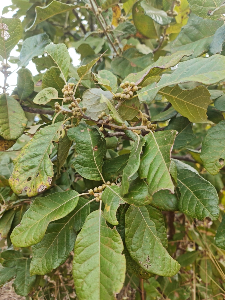Brachylaena ramiflora from Betsiboka, MG-MA, MG on August 14, 2024 at ...