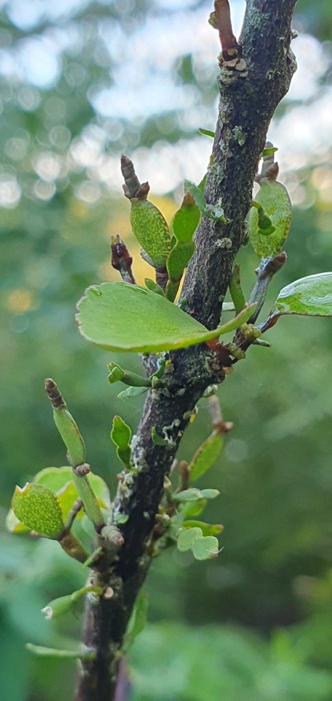 Dwarf mistletoe from Waikanae, New Zealand on June 12, 2024 at 09:09 AM ...