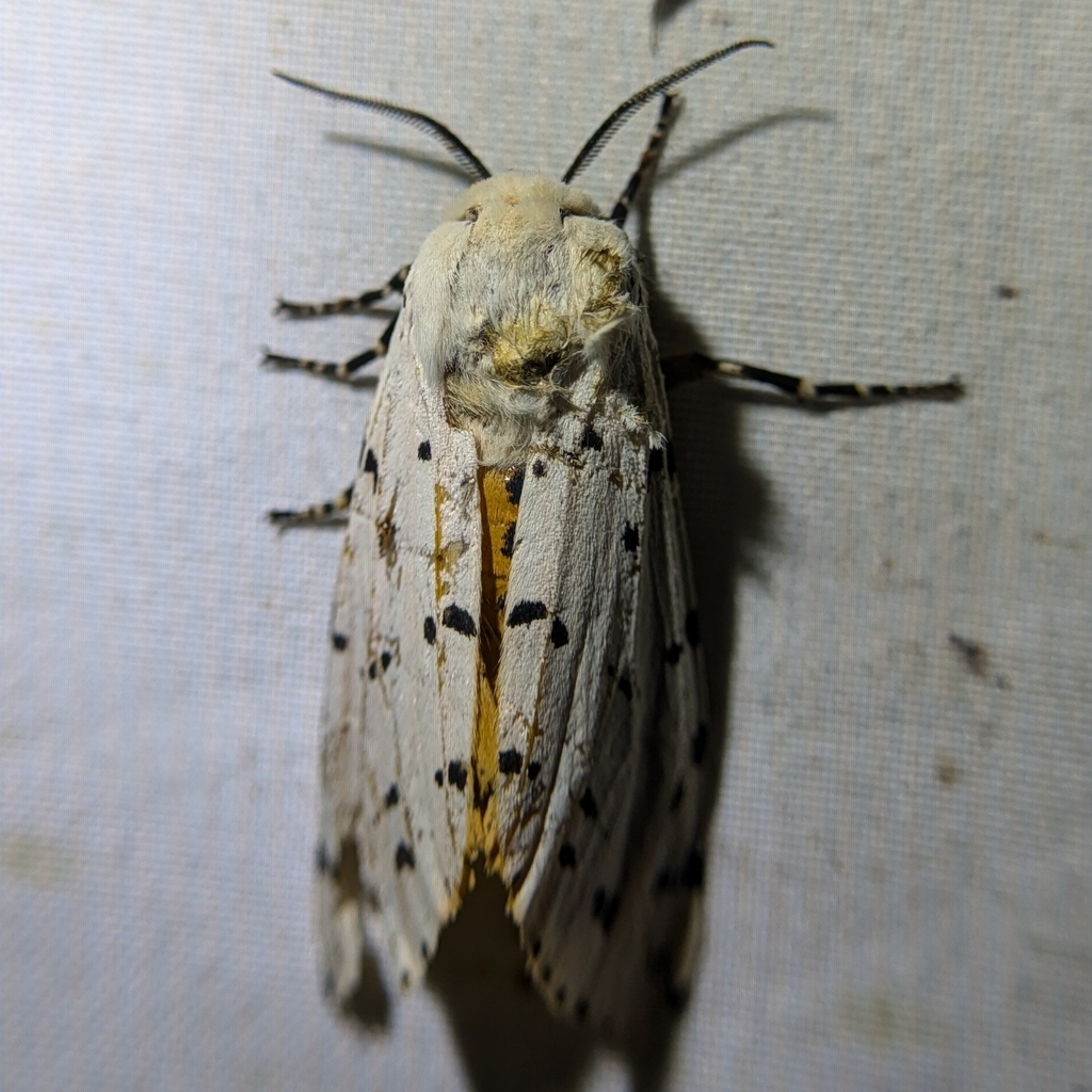 Salt Marsh Moth in August 2024 by Leif · iNaturalist