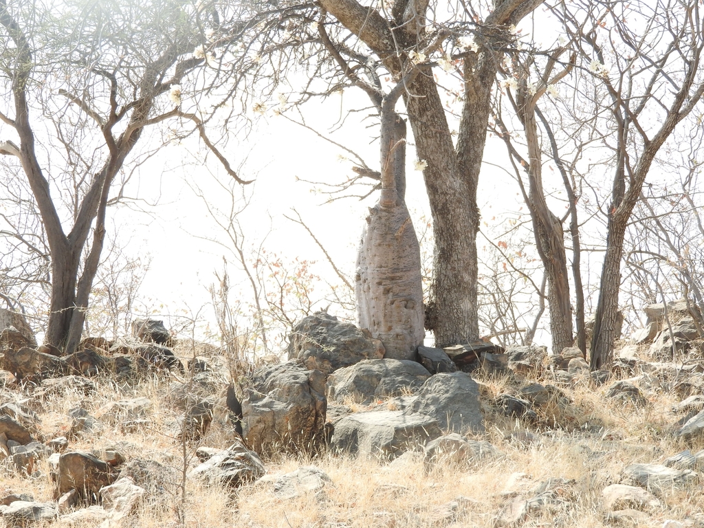 bottle tree from Kunene Region, Namibia on July 30, 2024 at 01:59 PM by ...