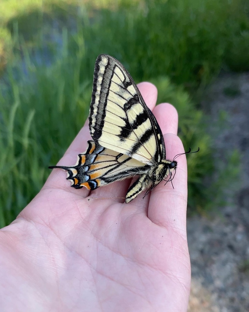 Canadian Tiger Swallowtail from Muskoka Lakes, ON, CA on June 11, 2023 ...