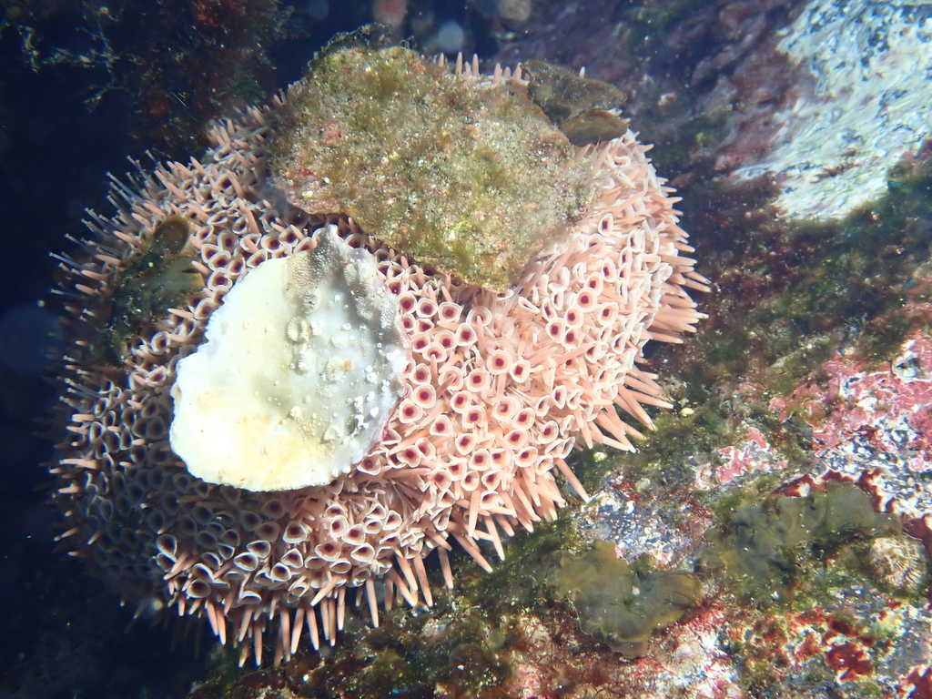 Rose Flower Urchin from Wolf Island, Ecuador on May 19, 2024 at 07:06 ...