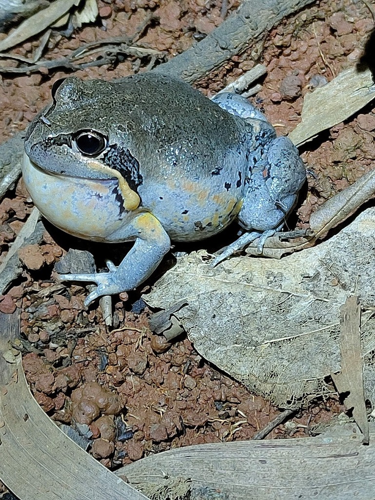 Scarlet-sided Banjo Frog from Yengarie QLD 4650, Australia on August 15 ...
