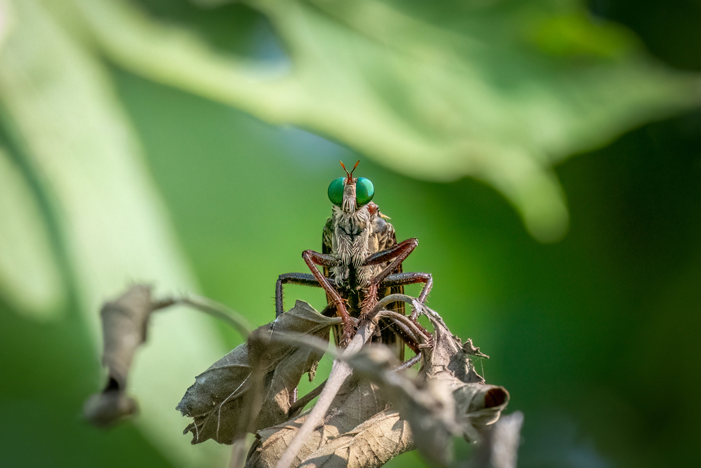 Giant Prairie Robber Fly from Trinity River Audubon Center, 6500 S ...