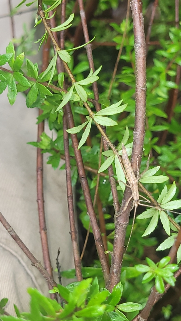 Australian Twig-mimicking Katydid from Artarmon NSW 2064, Australia on ...