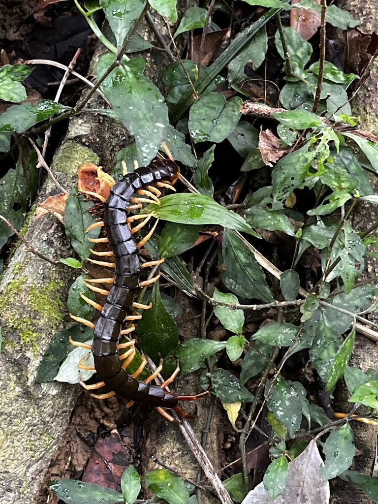 Chinese Red-headed Centipede from 臺灣島, 獅子鄉, PIF, TW on August 13, 2024 ...
