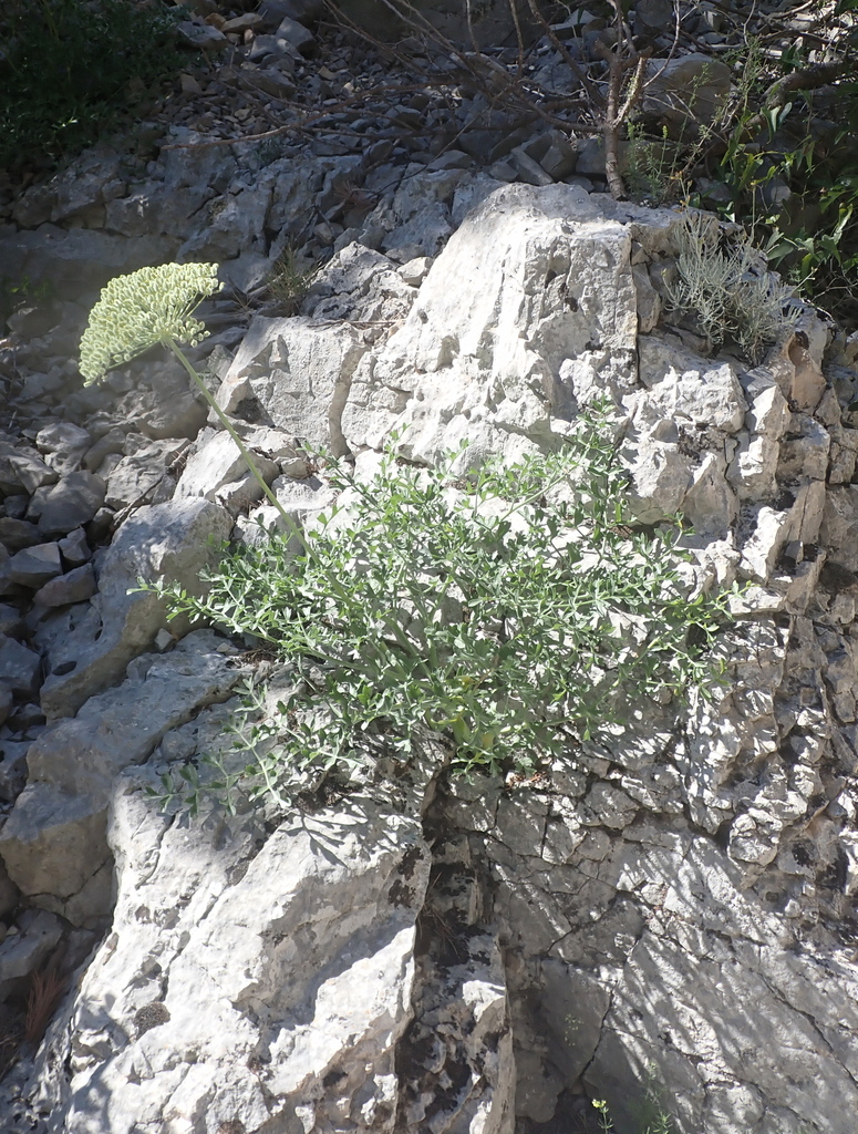 French Sermountain from Calanque d'en Vau, Parc National des Calanques ...