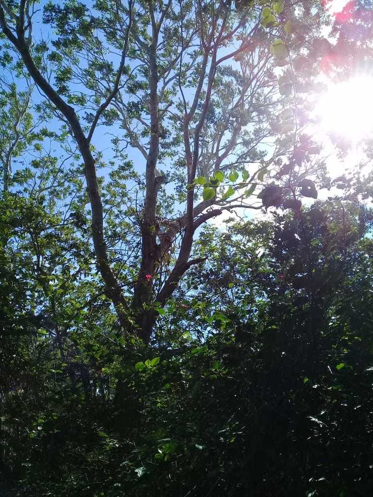West Indies Cedrela in March 2019 by ana414 · iNaturalist