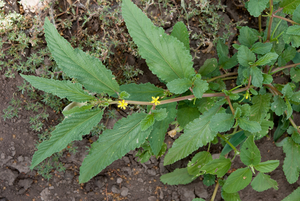Wild Jute from Mopani District Municipality, South Africa on February 4 ...