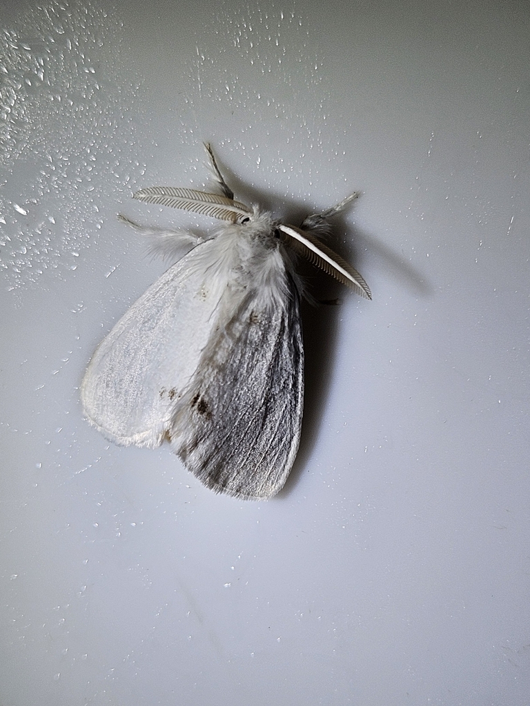 Swan Moth from Swansea SA3 1NA, UK on August 10, 2024 at 10:54 PM by ...