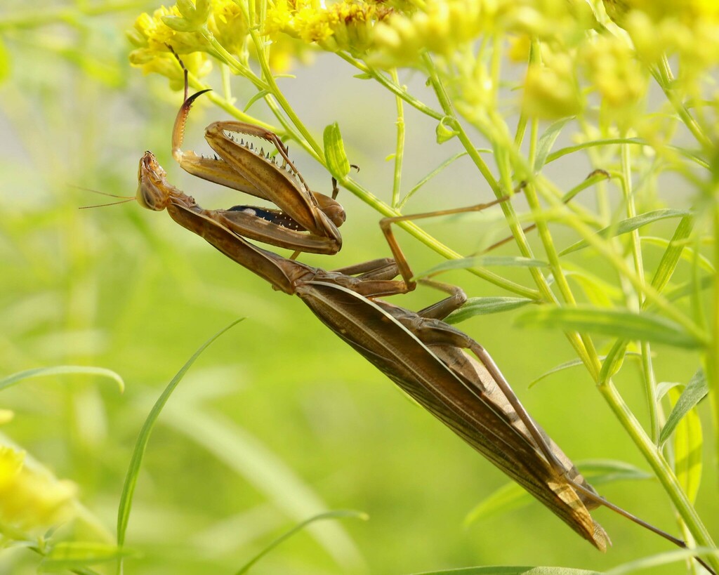European Mantis from Cortland West, NY 13045, USA on August 13, 2024 at ...