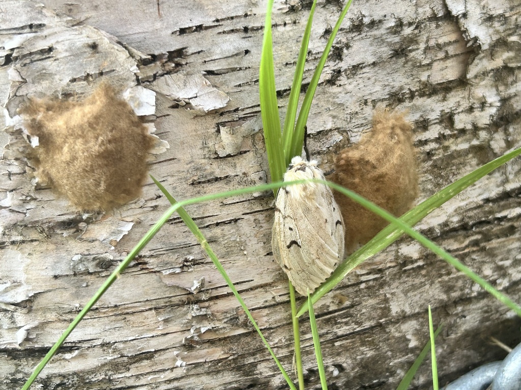Spongy Moth From Ch Du Lac Cameron St Eug ne de Guigues QC CA On