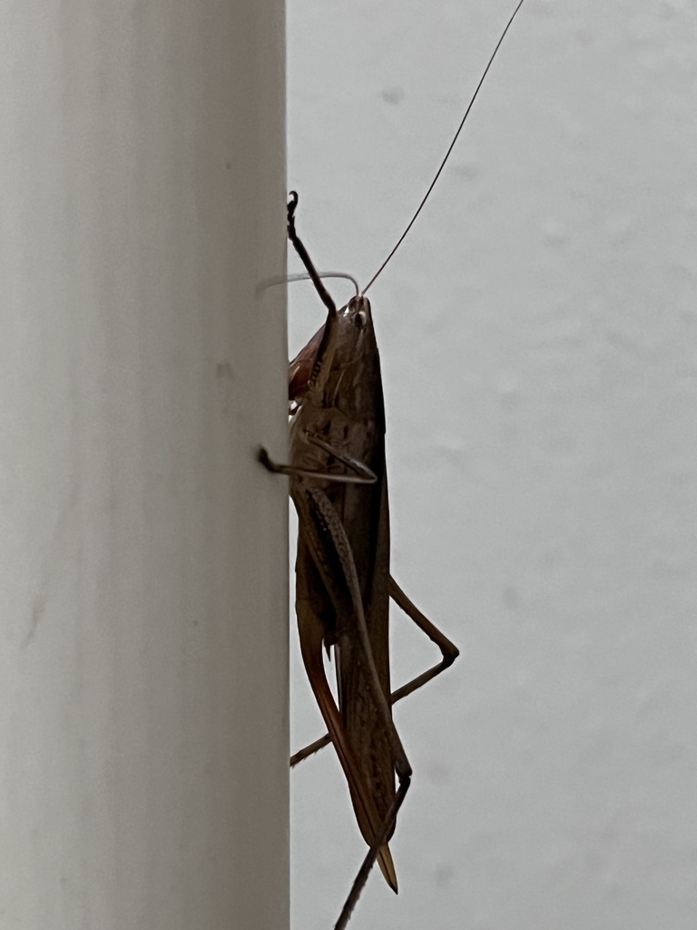 Ruspolia lineosa from Nodayama Kenko Ryokuchi Park Fujikawa Campsite ...