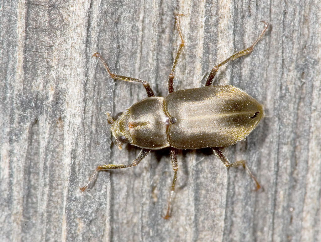 Contrasted Long-toed Water Beetle from Upshur County, WV, USA on August ...