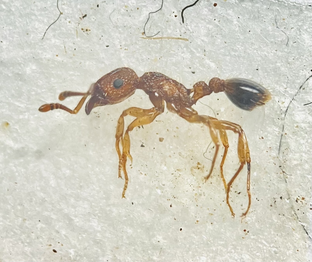Bicolored Pennant Ant in June 2024 by tako_ant · iNaturalist