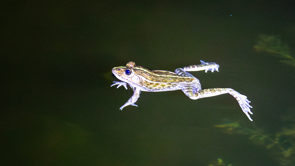 Black-spotted Frog in August 2024 by Mengshuai Ge · iNaturalist