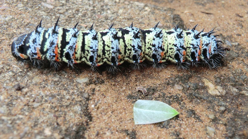 Mopane Worm from Wakkerstroom, Mpumalanga, South Africa. on November 10 ...