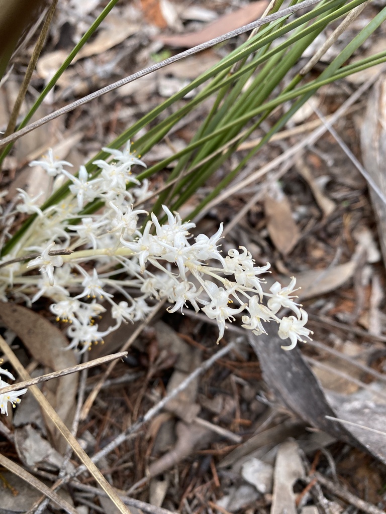 Scented Mat-rush from Round Hill Nature Reserve, Euabalong, NSW, AU on ...