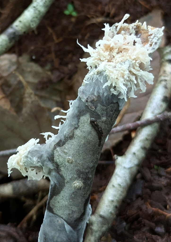 enveloping crust in August 2024 by 白山 弘子 · iNaturalist