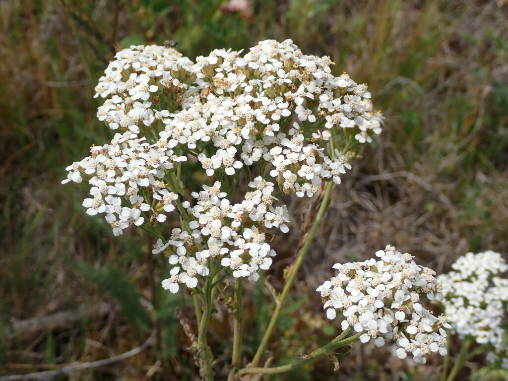 common yarrow from Thompson-Nicola, BC, Canada on August 13, 2024 at 12 ...