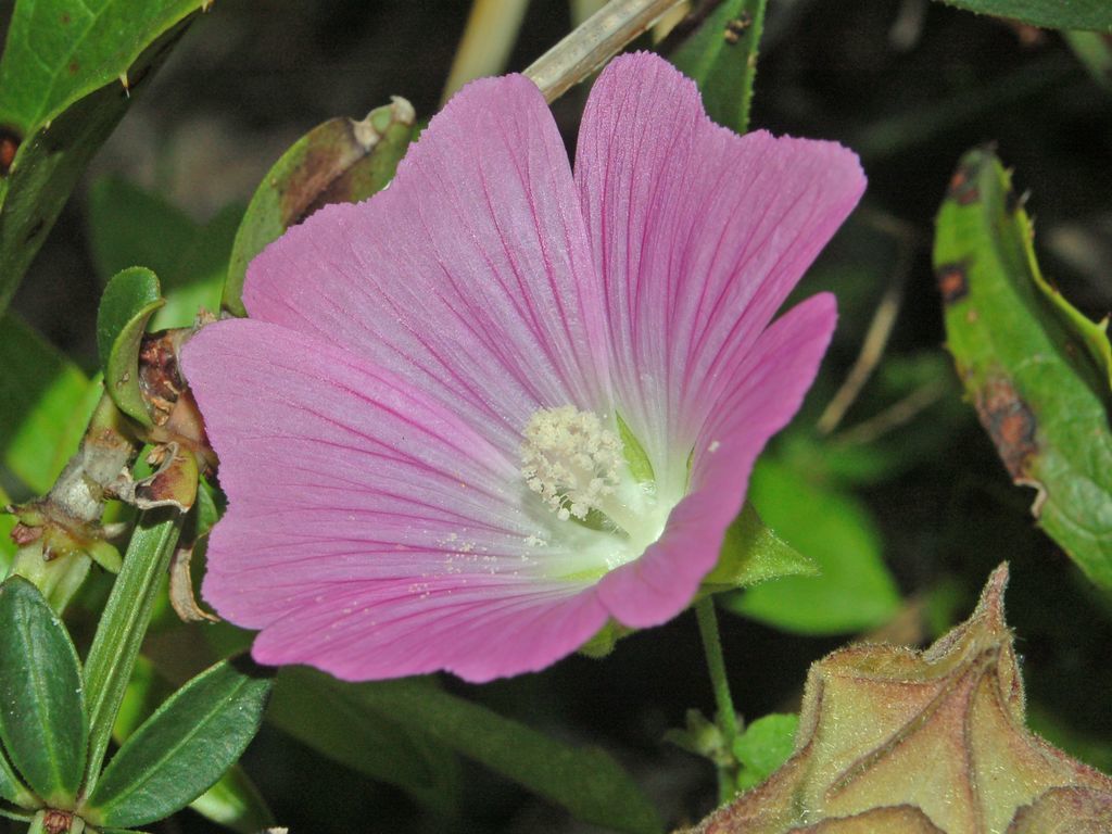 Spotted-stalked Tree-mallow (Malva punctata) - Botanical Realm