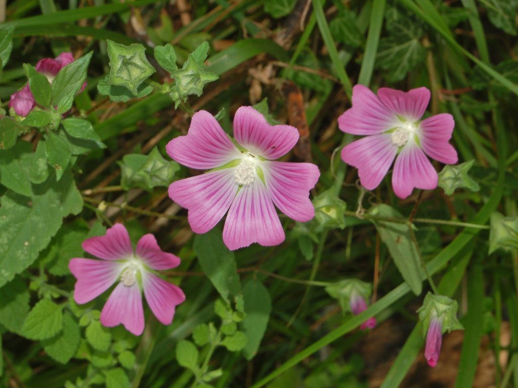 Spotted-stalked Tree-mallow (Malva punctata) - Botanical Realm