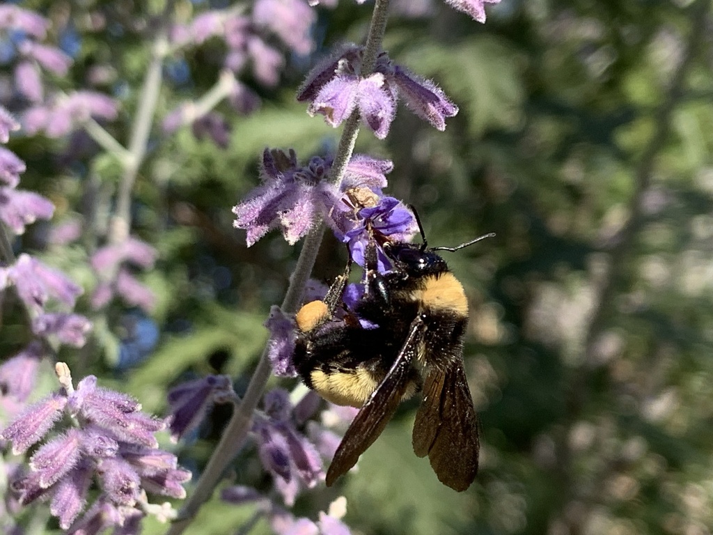 American Bumble Bee from Silver Ave SE, Albuquerque, NM, US on August ...