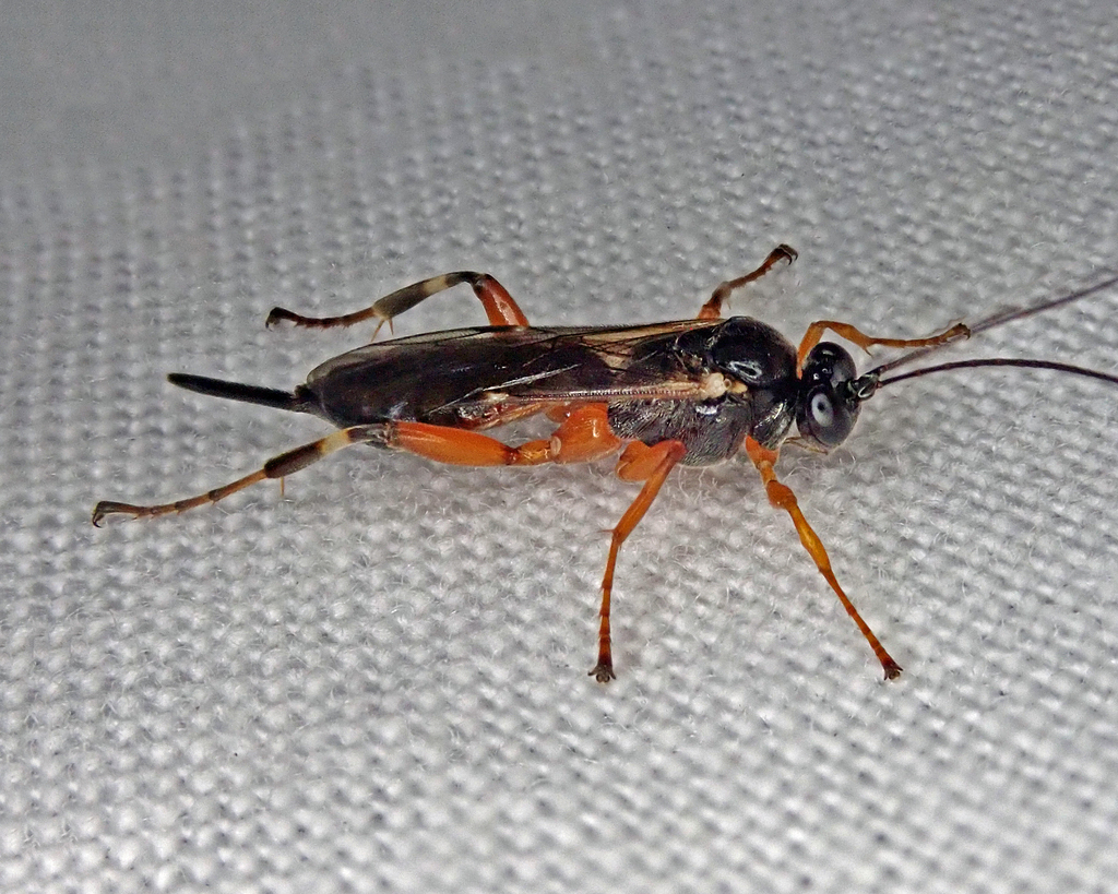 Ichneumonid Wasps from Salem, NH 03079, USA on August 14, 2024 at 04:09 ...