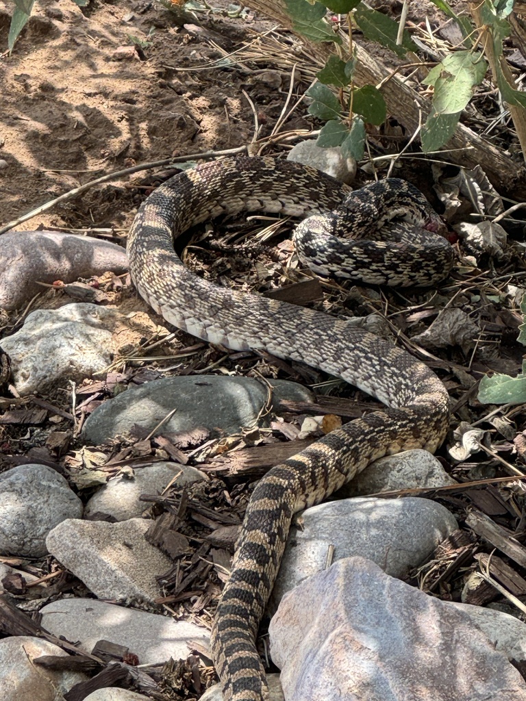 Sonoran Gopher Snake from Hopping Hills Trail, Edgewood, NM, US on ...