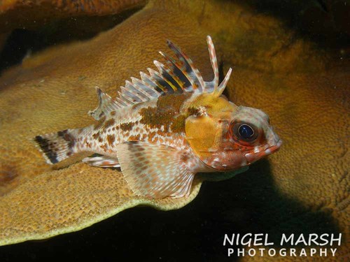 Gulf Gurnard Perch (Neosebastes bougainvillii) · iNaturalist United Kingdom