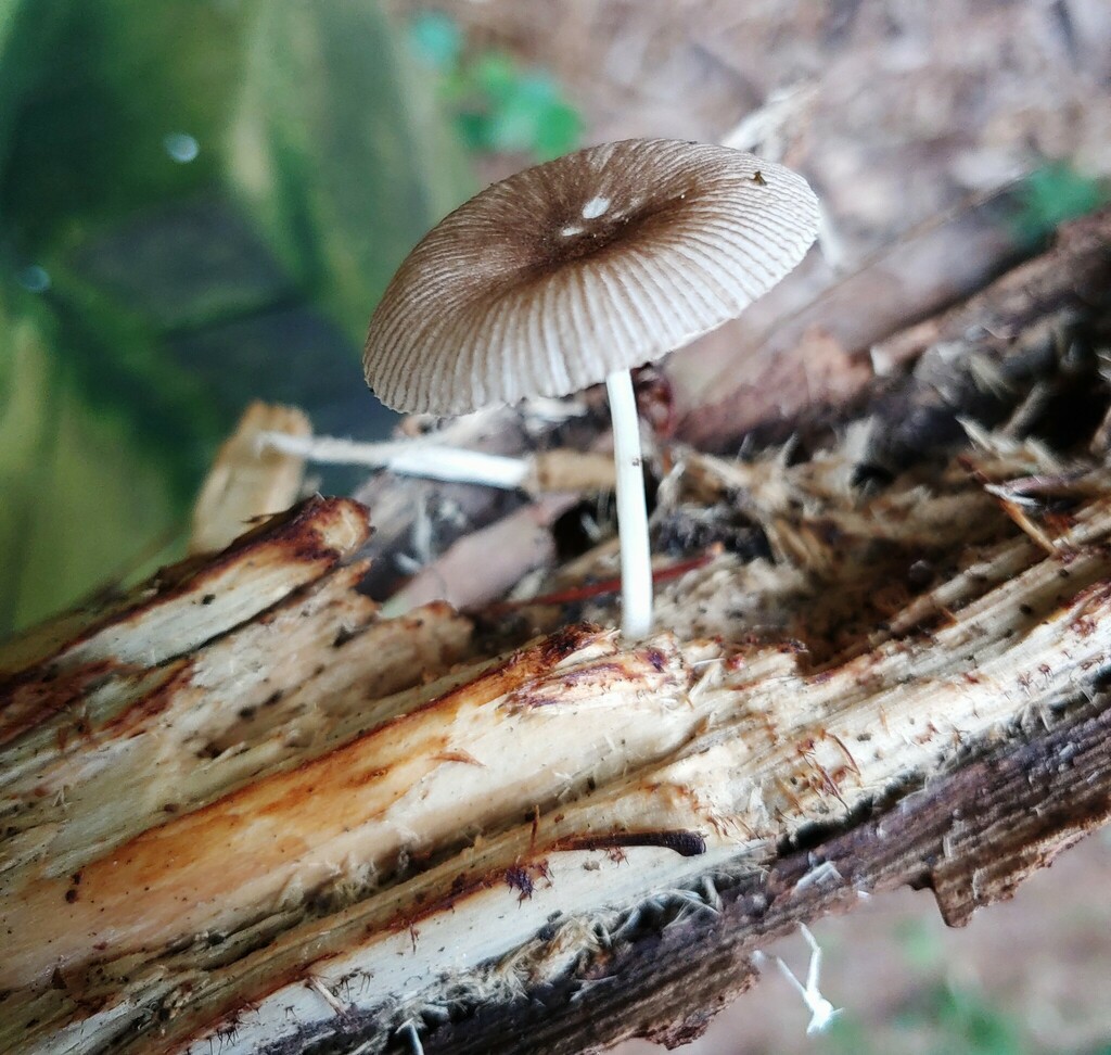 Pleated Pluteus from Mountain Park, GA, USA on August 15, 2024 at 08:55 ...