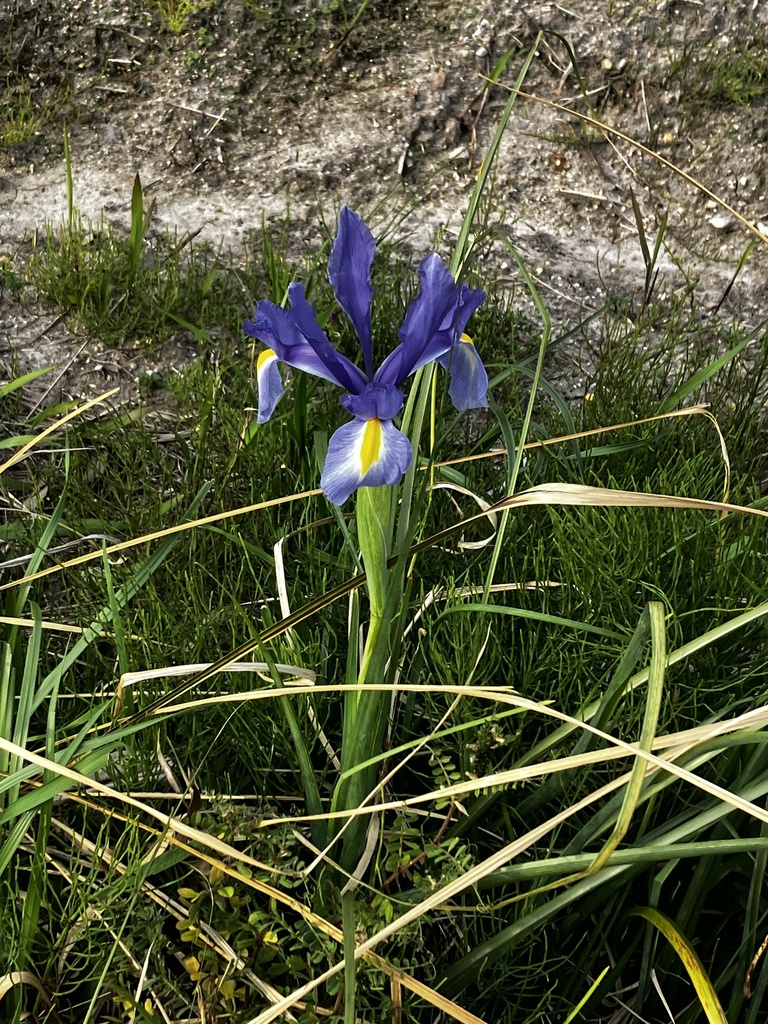Dutch iris in April 2024 by tako_ant · iNaturalist