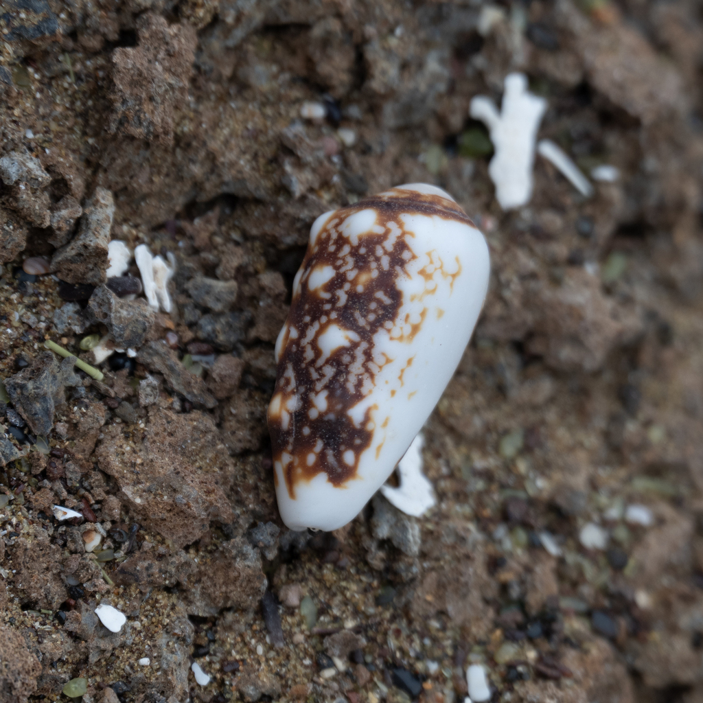 Morum tuberculosum from Santa Cruz, Parque Nacional Galápagos, EC-GA ...
