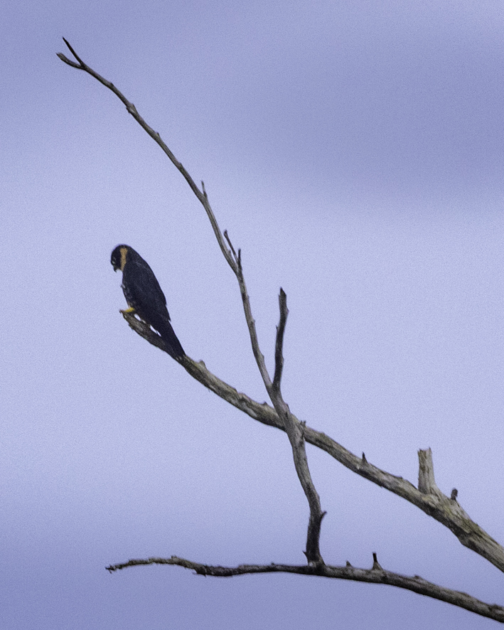 Bat Falcon from Las Claritas 8057, Bolívar, Venezuela on July 23, 2024 ...