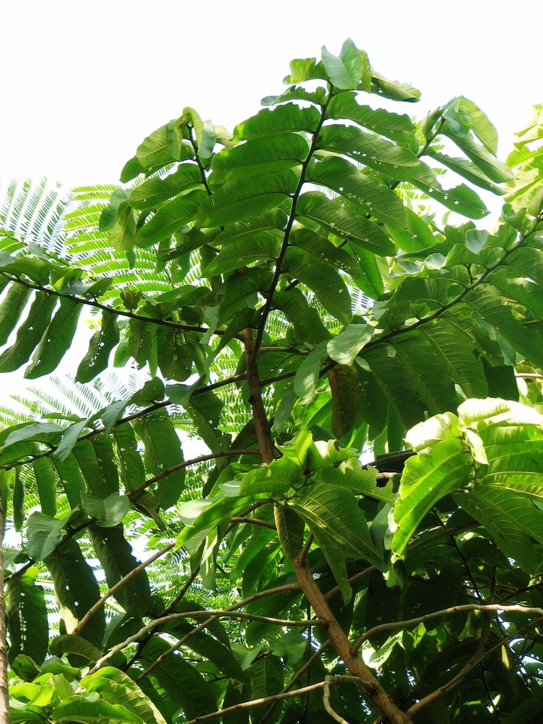 Panama rubber tree from Machaca Hill, Toledo District, Belize on August ...