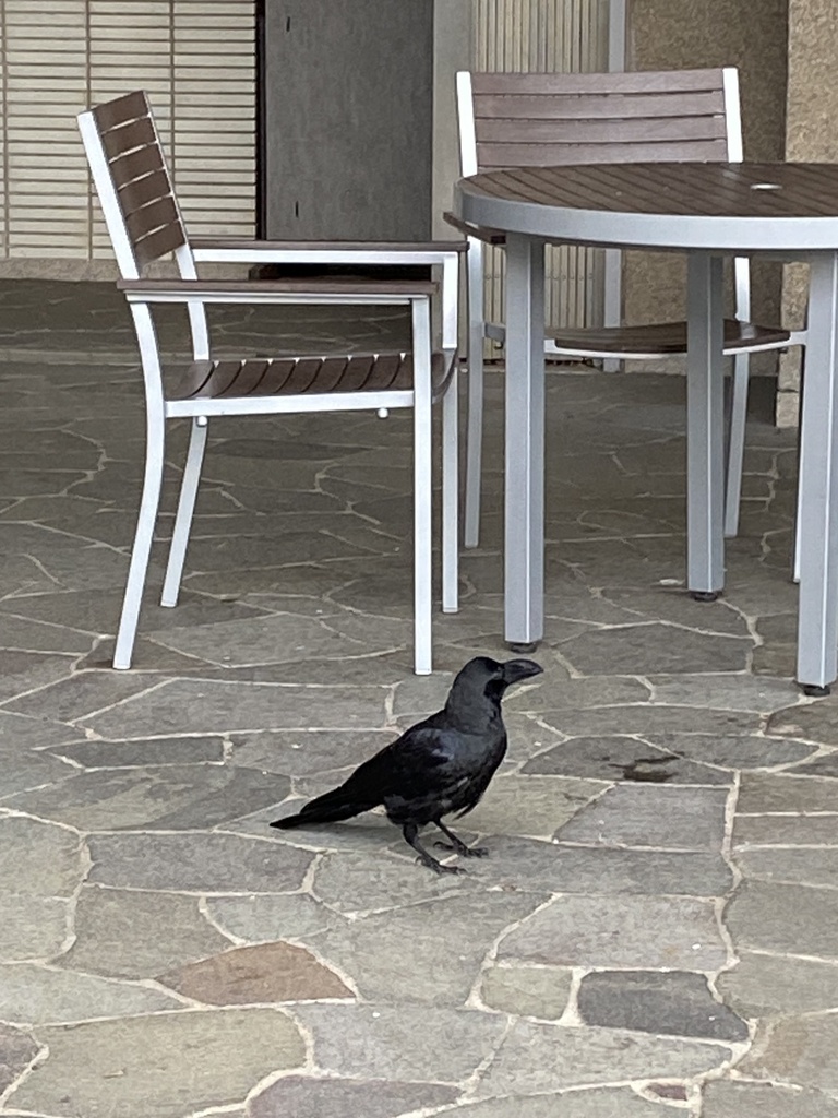 Large-billed Crow from Ueno Park, Taito, Tokyo, JP on July 13, 2024 at ...