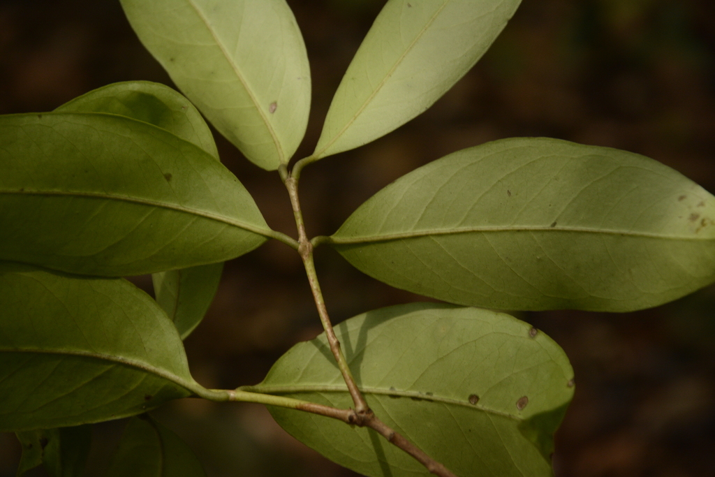 (Syzygium hemisphericum) - Botanical Realm