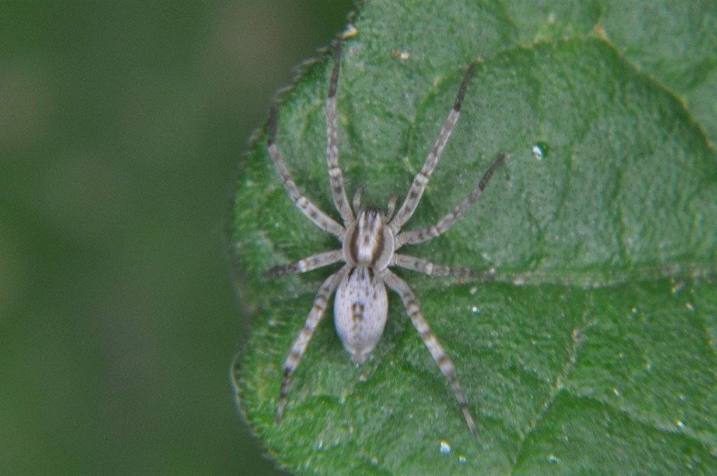 Ghost Spiders from Fraccionamiento Vista Real, Corregidora, Qro ...