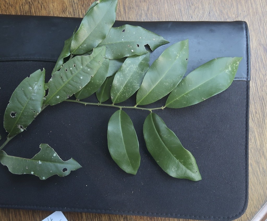 Brush Caper Berry from Mount Mellum QLD 4550, Australia on June 15 ...