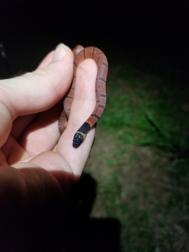 Red Coffee Snake (Ninia sebae) - Snakes and Lizards