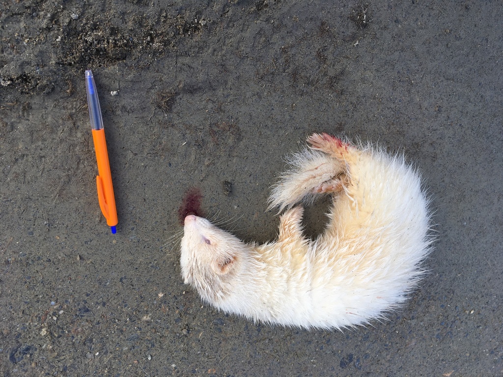 Domestic Ferret from Bendigo 9383, New Zealand on June 15, 2019 at 12: ...