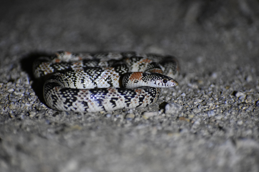 Long-nosed Snake in August 2024 by Alex Sowers · iNaturalist