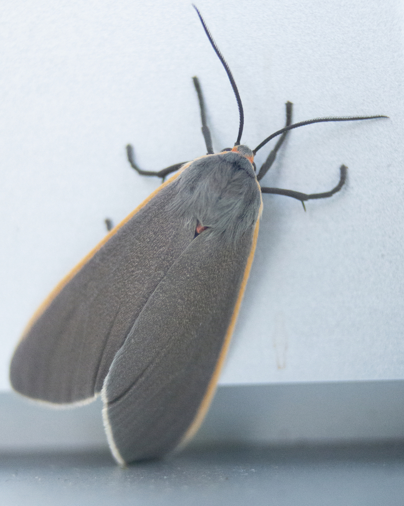 Euchaetes antica from Culiacán, Sin., México on August 15, 2024 at 09: ...